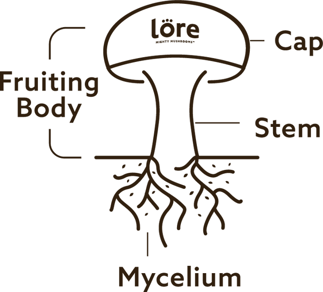 Products – Lore Mighty Mushrooms